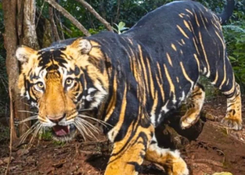 This Is The Only Wildlife Reserve In India To Spot Black Tiger