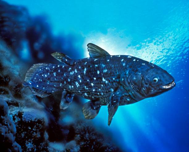 Nature’s Comeback Stories: 10 Animals That Beat Extinction