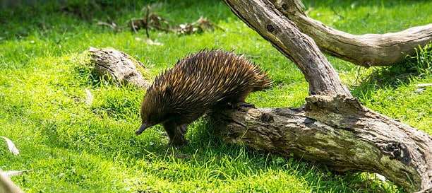 Nature’s Comeback Stories: 10 Animals That Beat Extinction