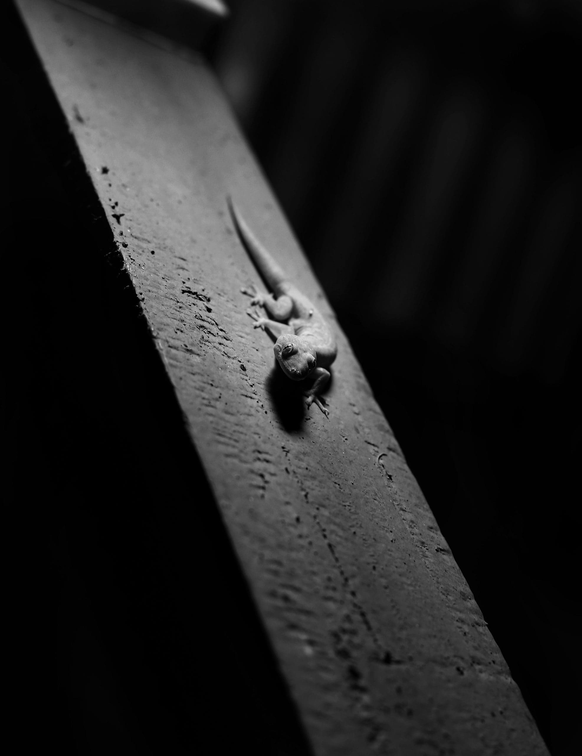 Where Do Lizards Go In Morning? Where Do Pigeons Go At Night? Which ‘Pest’ Is More Harmful ...