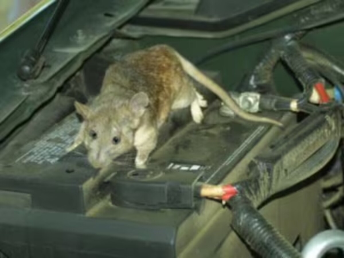 Why Rats Invade Your Home During Winter, Try Simple Fixes To Keep Them Out