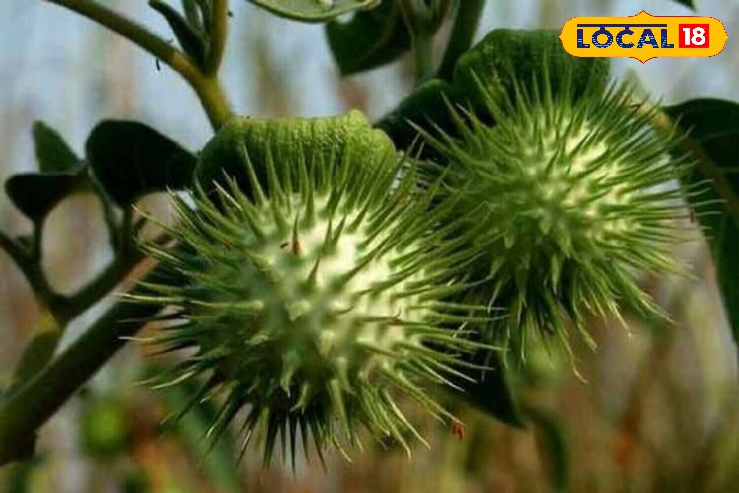 Poison Or Cure? Ayurveda Experts Share Medicinal Benefits Of Dhatura Plant