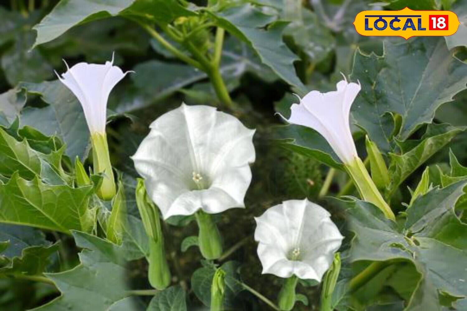 Poison Or Cure? Ayurveda Experts Share Medicinal Benefits Of Dhatura Plant