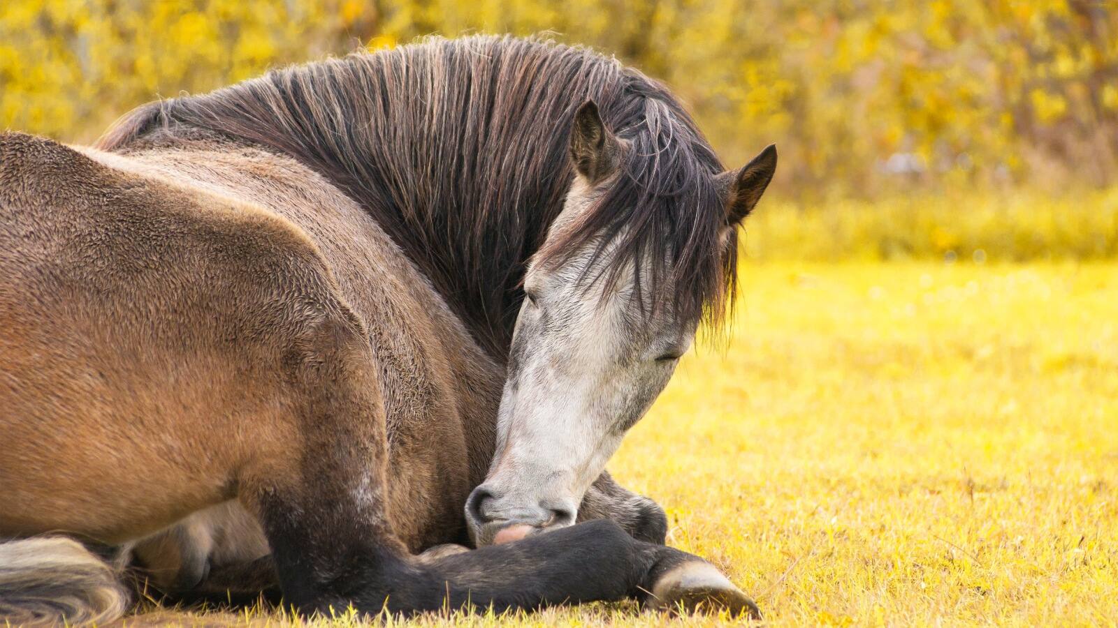 Why Horses Sleep Standing Up And Never Seem Tired? The Surprising ...