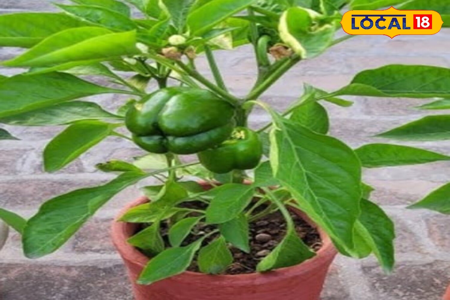 Grow Capsicum At Home: Easy Tips To Get Fresh, Chemical-Free Peppers ...