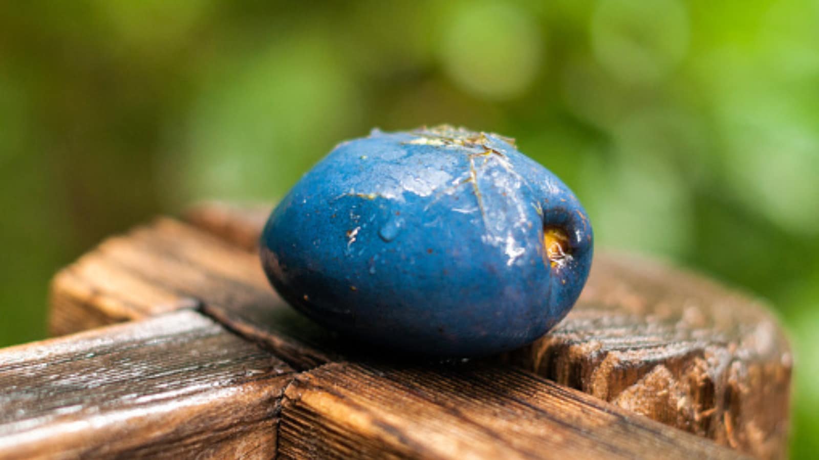 This Rare Fruit Isn’t Dyed Or Edited; It’s Naturally The Brightest Blue ...