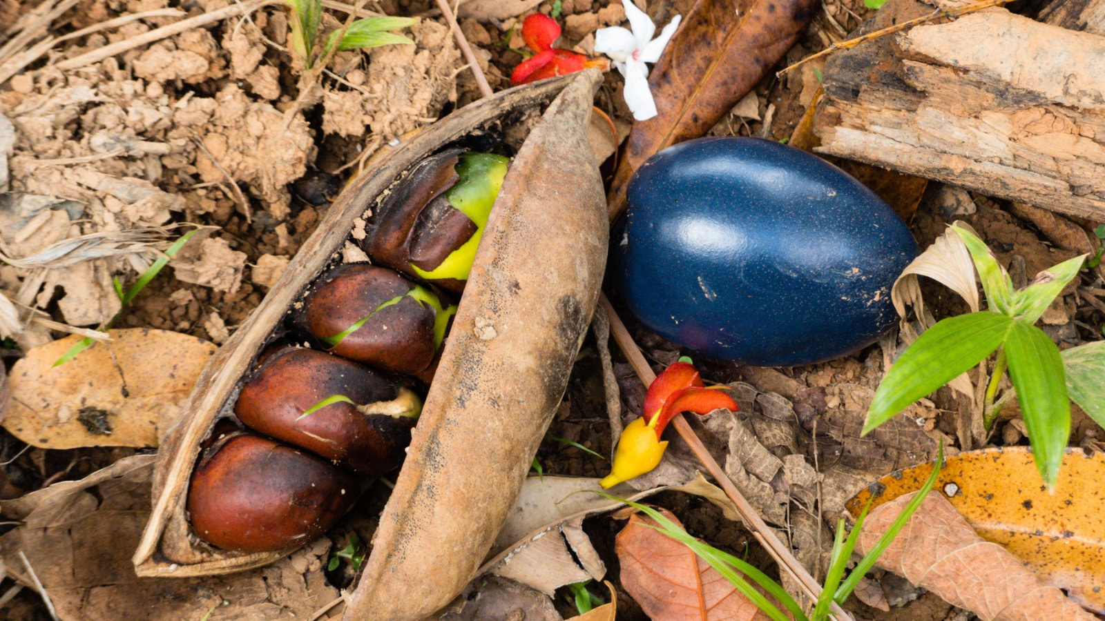 This Rare Fruit Isn’t Dyed Or Edited; It’s Naturally The Brightest Blue ...