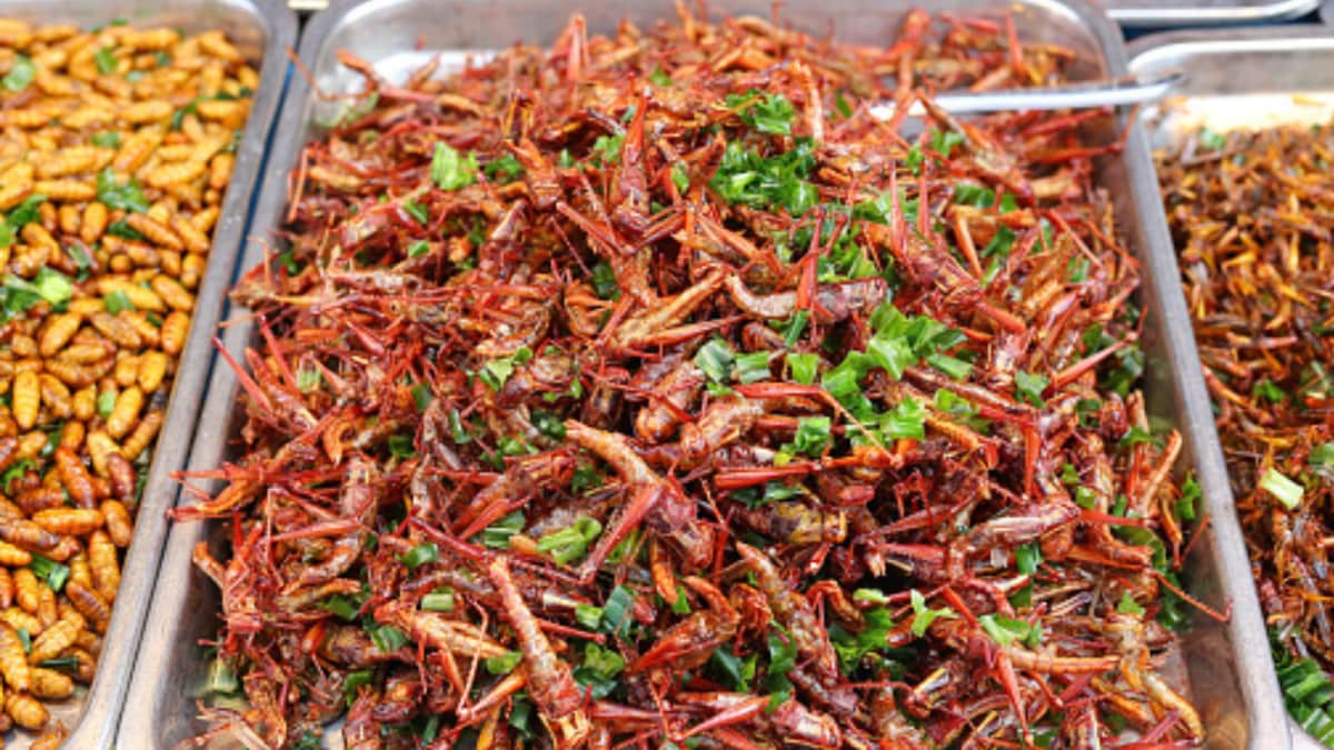 Termites With Rice, Ant Powder For Flavour: Insects Are Traditional ...