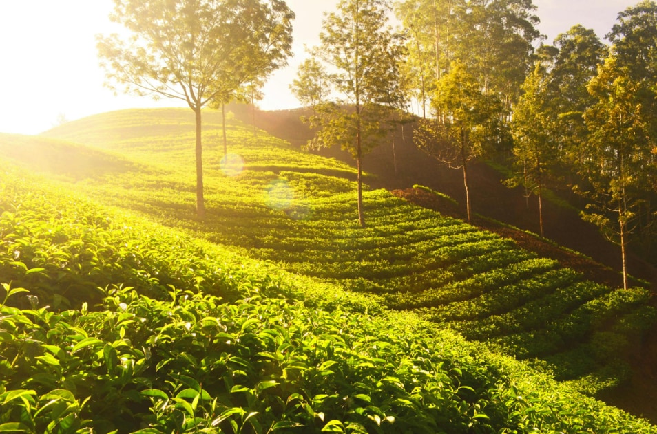 Most Expensive Teas In India: This Variety From Assam Costs Rs 1,15,000 ...