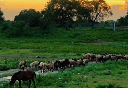 Not Mahabaleshwar, This Town Records Maharashtra’s Coldest Winter Nights