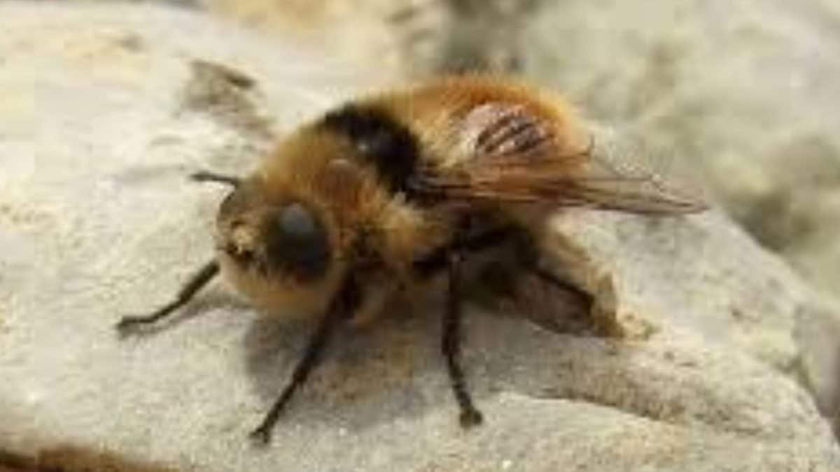 Scientist Lets Botflies Grow Inside His Arm, Then Films It: ‘I Am ...