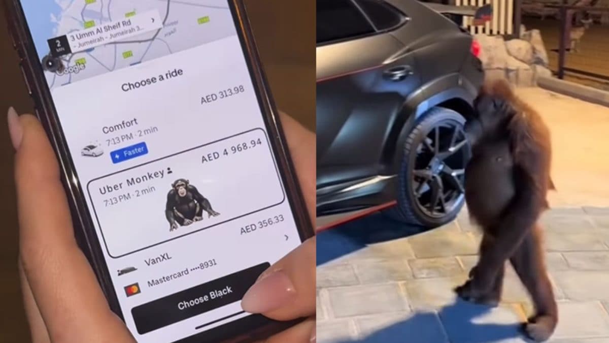 Woman Books ‘Uber Monkey’ In Dubai For Rs 1.2 Lakh To Cover 15 Minutes ...