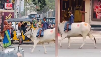 Hyderabad Boy Casually Rides Cow On Wrong Side Of Road In Broad ...