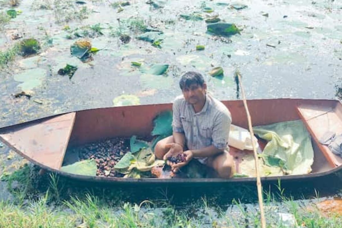 Farmers protect themselves with motor oil while harvesting water ...