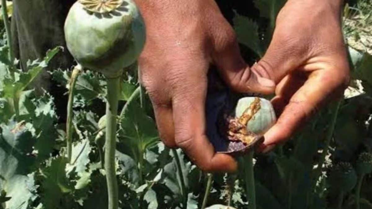 Crackdown On Opium: What Jabalpur Court Ruling Changed And How The ...