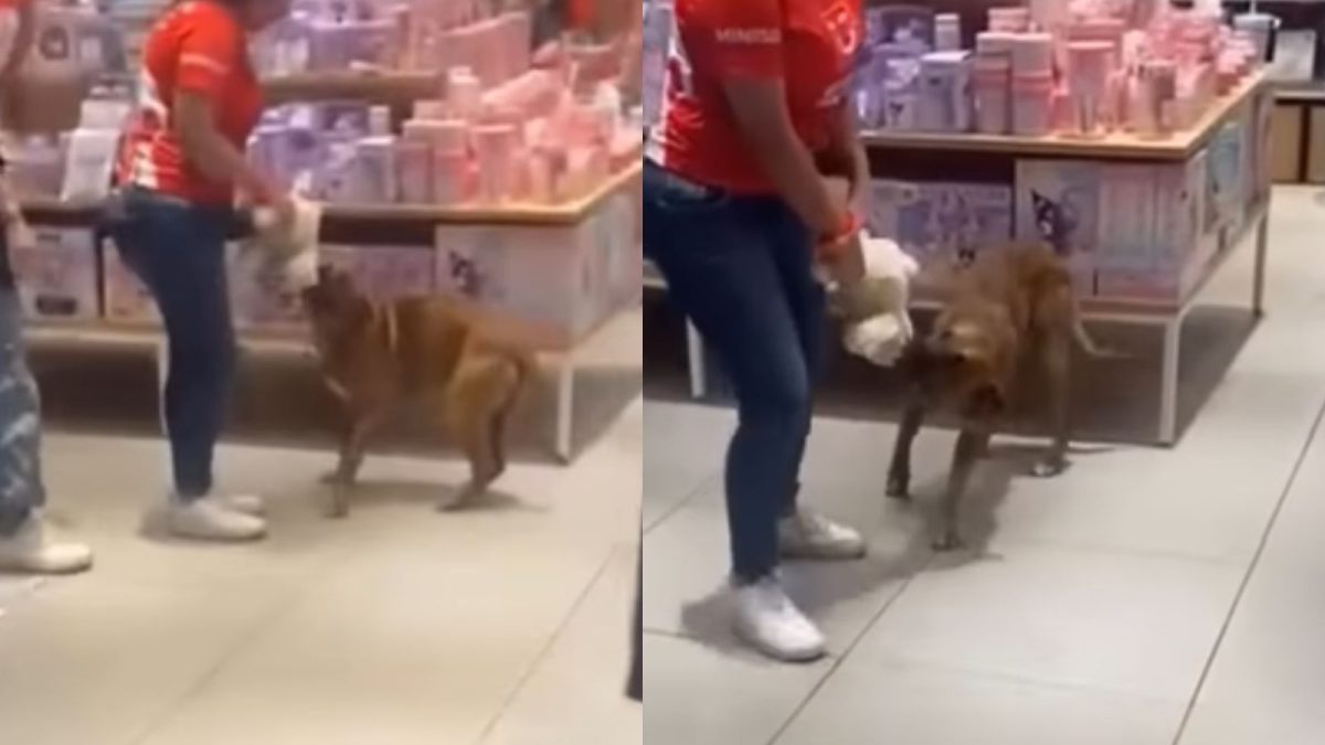 Stray Dog Walks Into Miniso Store, Picks His Favourite Toy — What ...