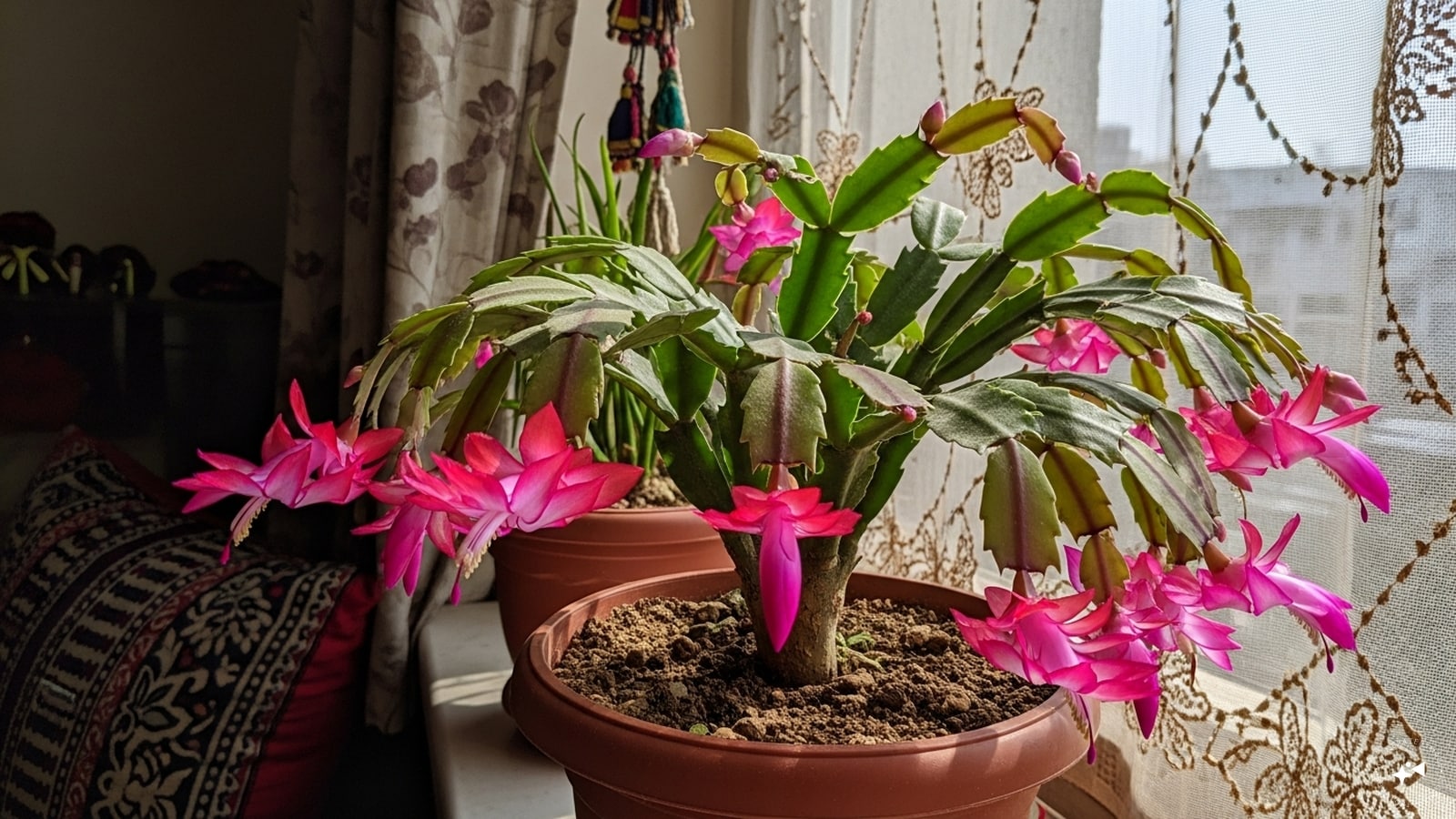 Decorate Your Home This Christmas with Poinsettias, Ivy And Other ...