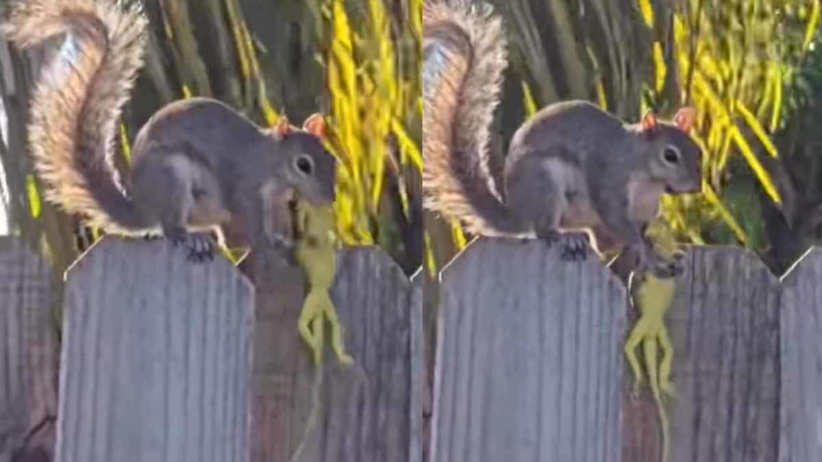 Video Of Squirrel Eating A Lizard Looks ‘Straight Out Of Horror Film ...