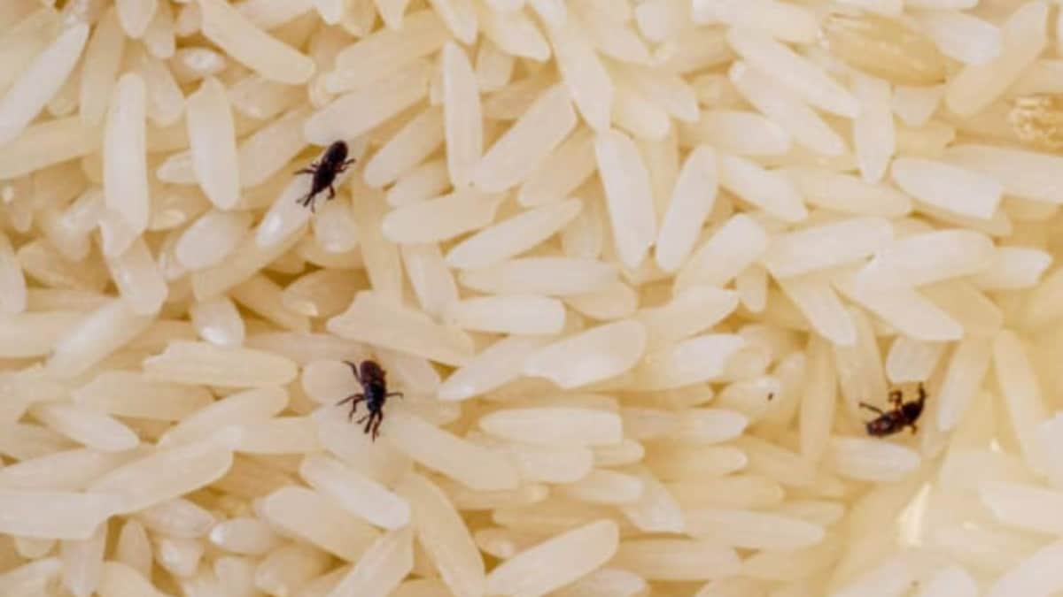 Found Rice Weevils Even In Unopened Bags? How To Identify, Prevent, And ...
