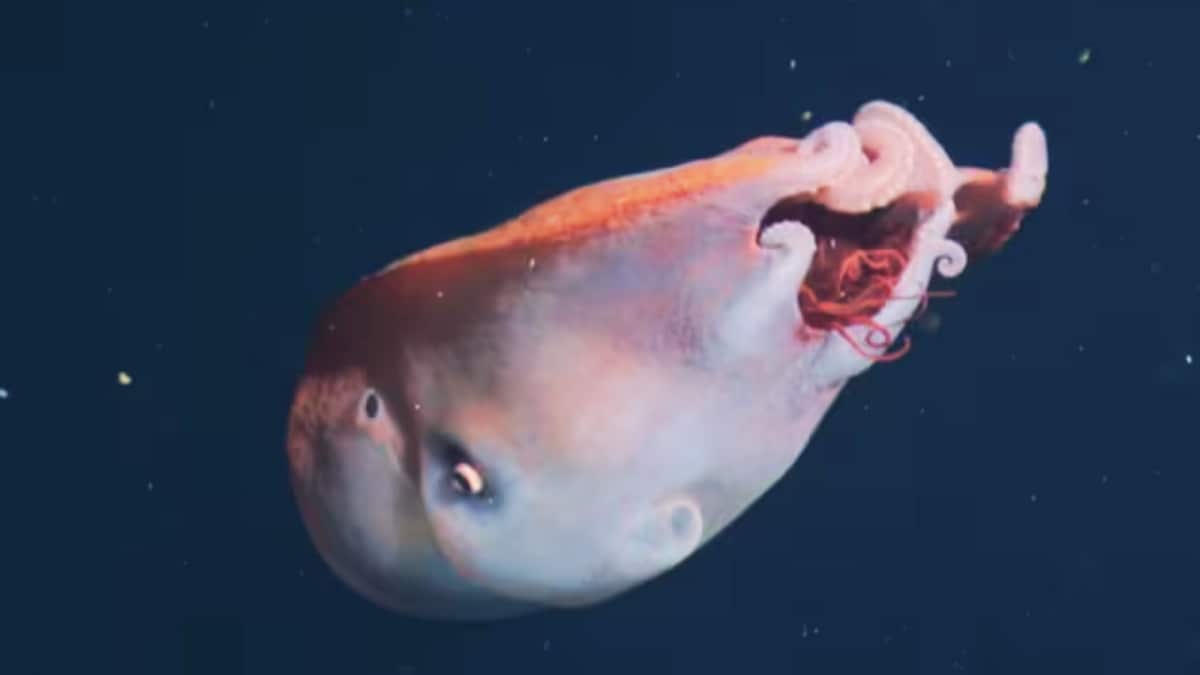Rare 13-Feet-Long 'Seven-Arm' Octopus Filmed For Fourth Time In 40 ...