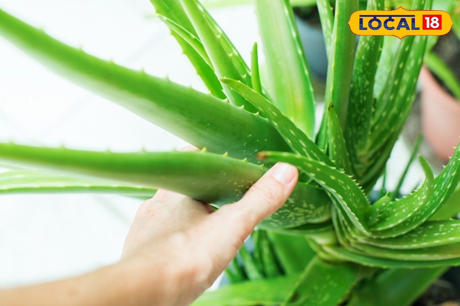 Struggling to Grow Roses? This Aloe Vera Trick Can Help Rose Cuttings ...