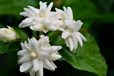 Jasmine News: Latest Jasmine News and Updates at News18