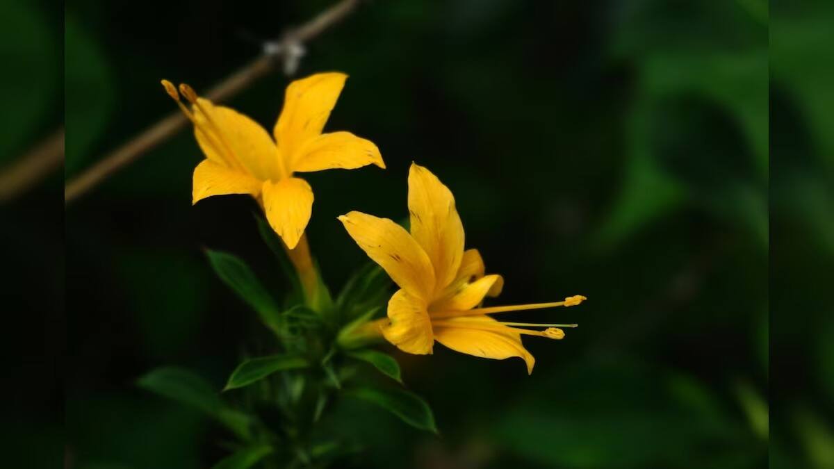 This 'Wild' Plant Could Be A Cure For Diabetes, Snake Bite, Toothache ...