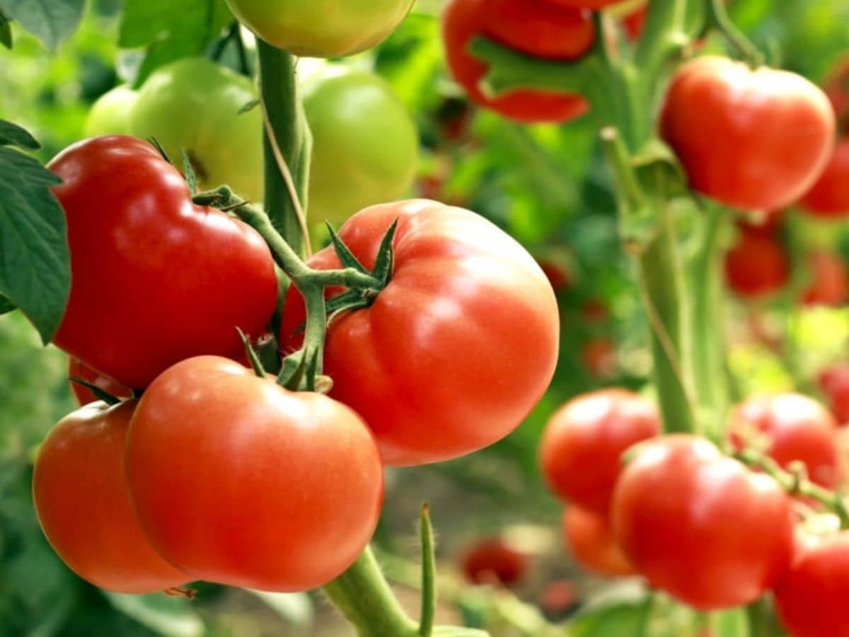 Can Everyday Foods Lower Cancer Risk? What Science Really Says About Diet