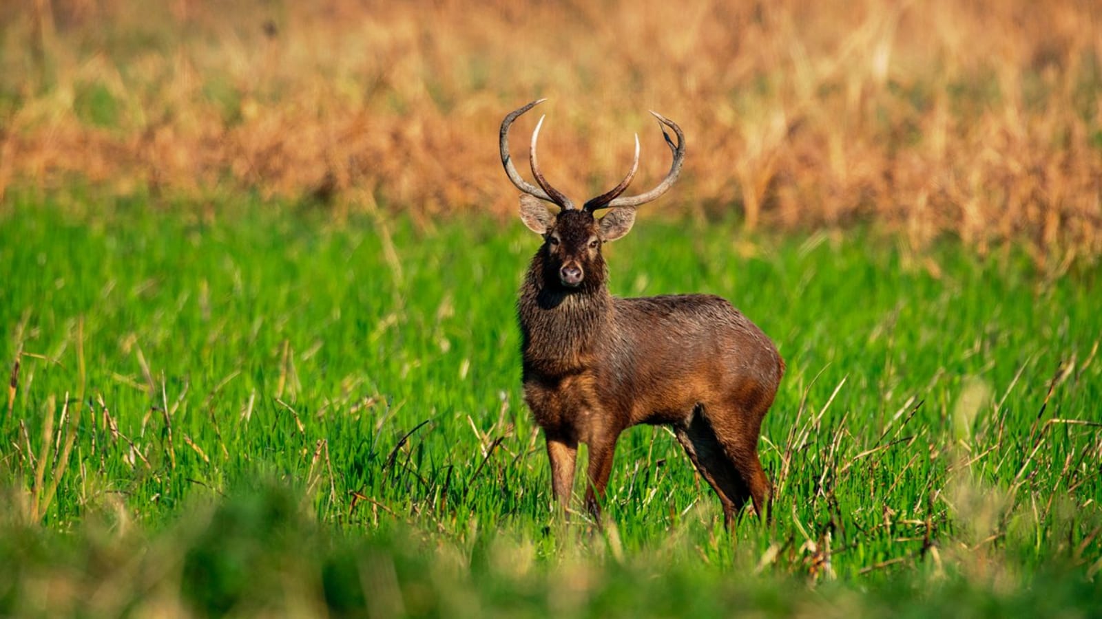 Ever Walked On Moving Land? Inside Strangest Lake Where The Homes Float ...
