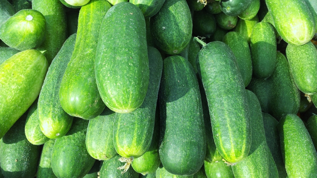 Gardening Tips: Why These 8 Vegetables Are Ideal For Big Harvests In ...