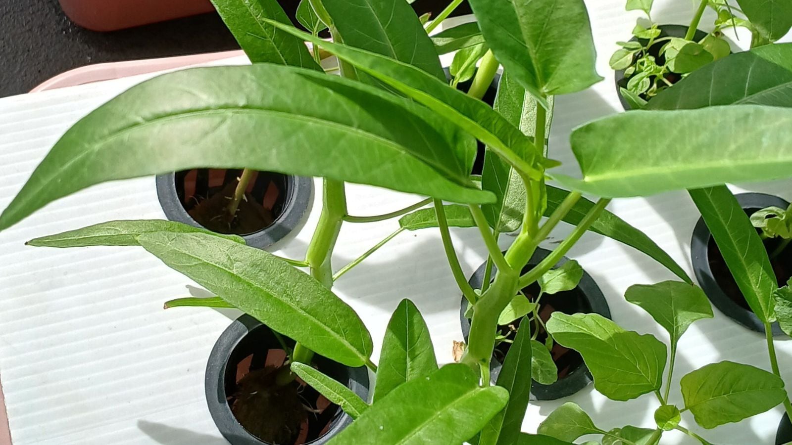 How To Grow And Harvest Spinach In A Month