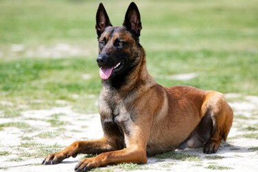 Belgian Malinois News: Latest Belgian Malinois News and Updates at News18
