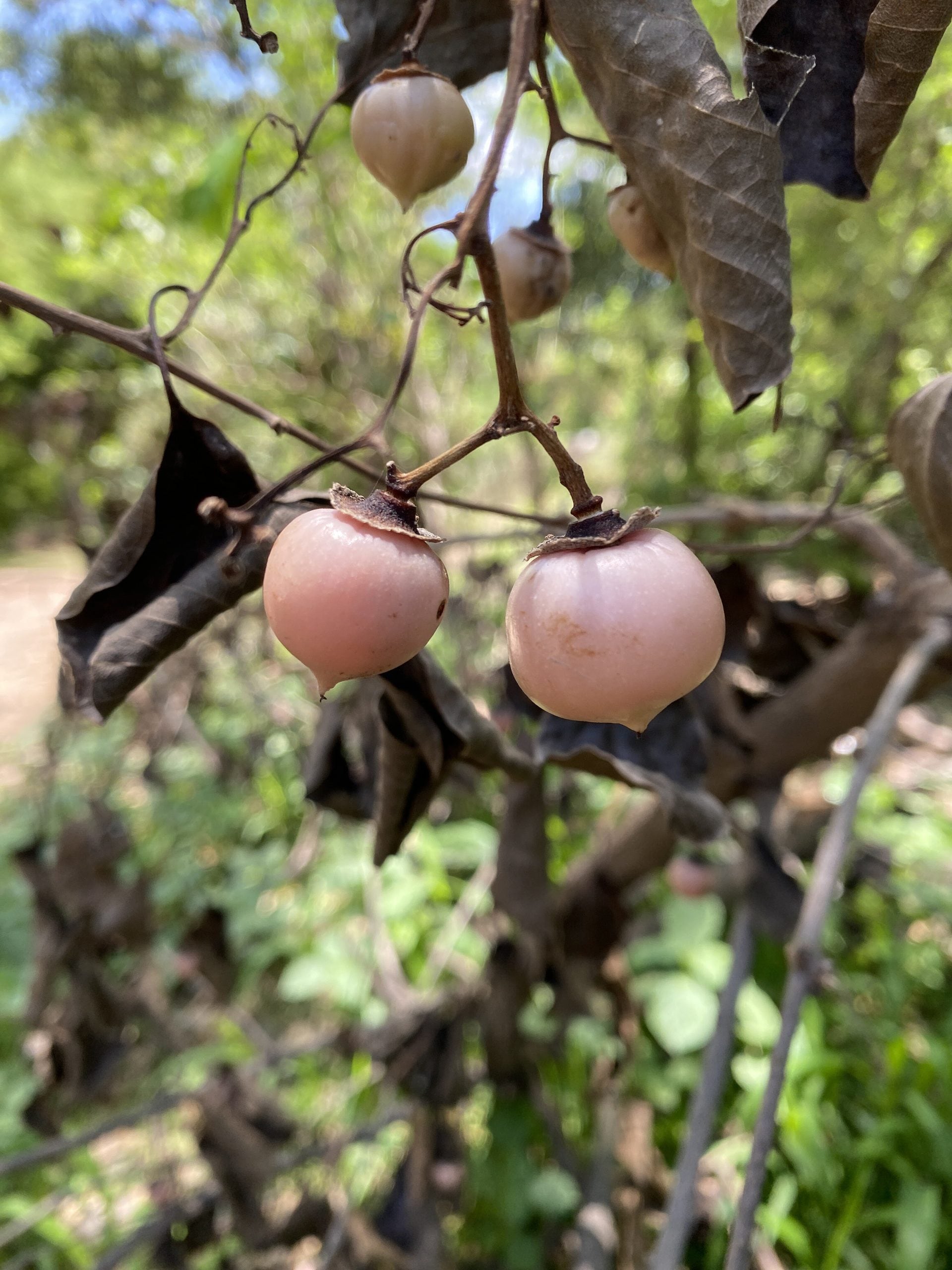 10 Unique Berries Found Only In India And Their Health Benefits