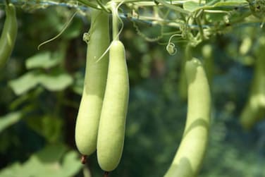 Bottle Gourd News: Latest Bottle Gourd News and Updates at News18