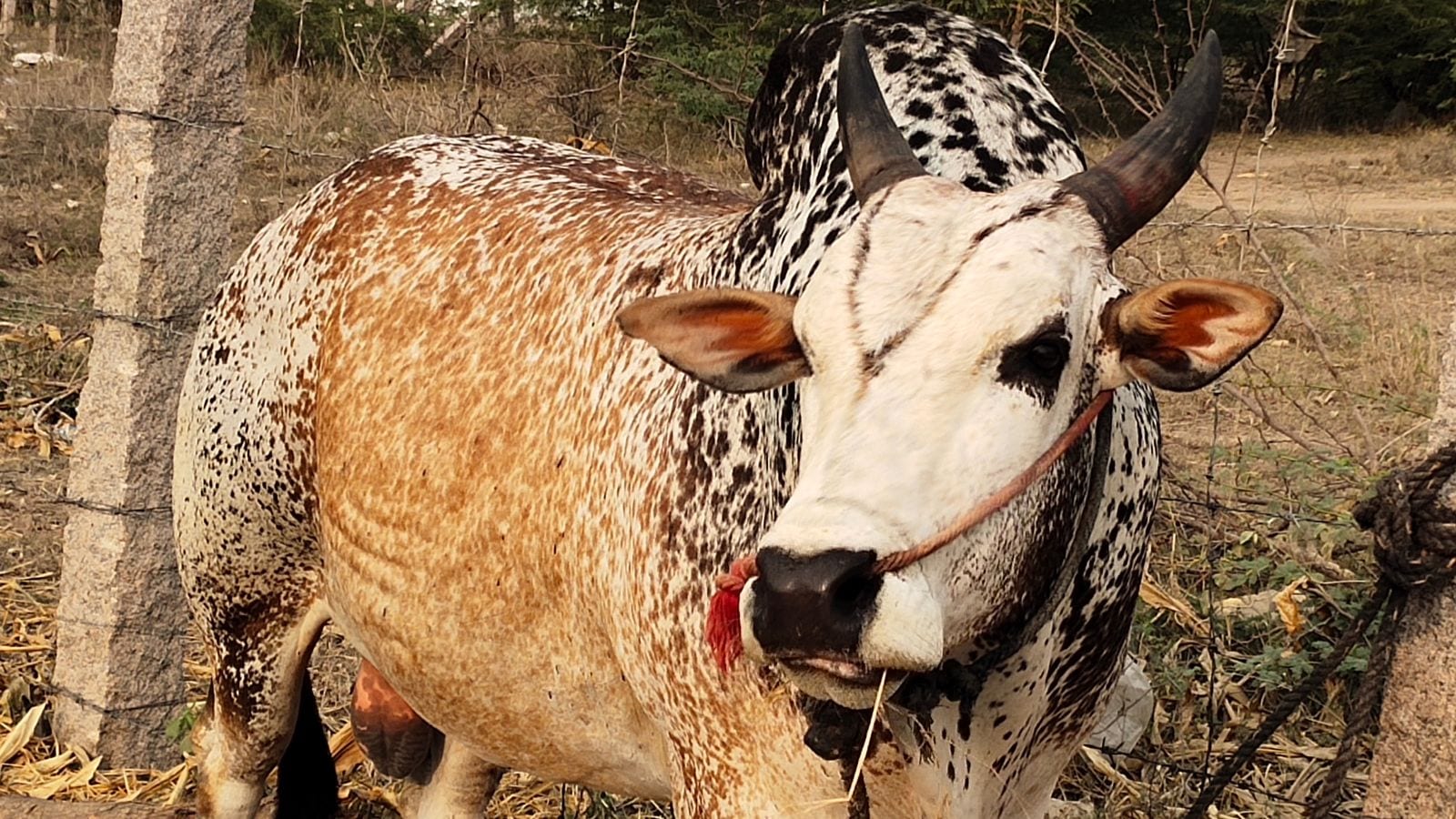 From Alanganallur To Palamedu: Tamil Nadu’s Biggest Jallikattu Arenas