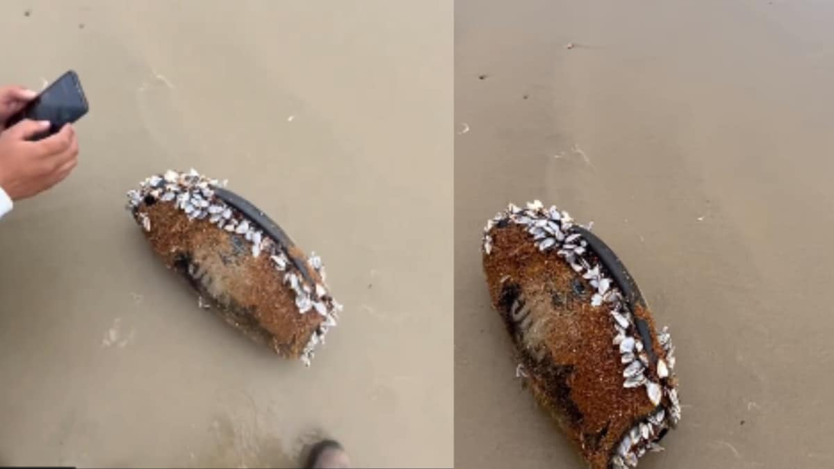 JBL Speaker Floats In Ocean For Three Months, Still Playing Music ...