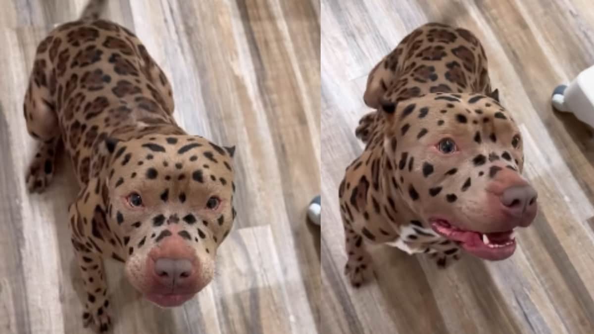 Marshmallow To Tigger: This Viral Dog Grooming Artist Makes Pets ‘Look ...