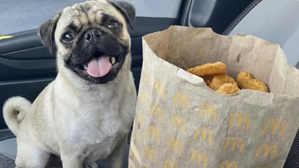 McDonald’s gives free Chicken nuggets to Dog owner drops 5 Stars rating ...