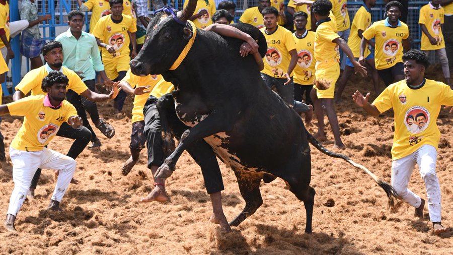 From Alanganallur To Palamedu: Tamil Nadu’s Biggest Jallikattu Arenas