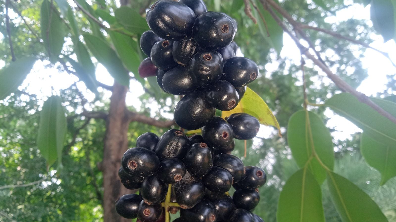 10 Unique Berries Found Only In India And Their Health Benefits