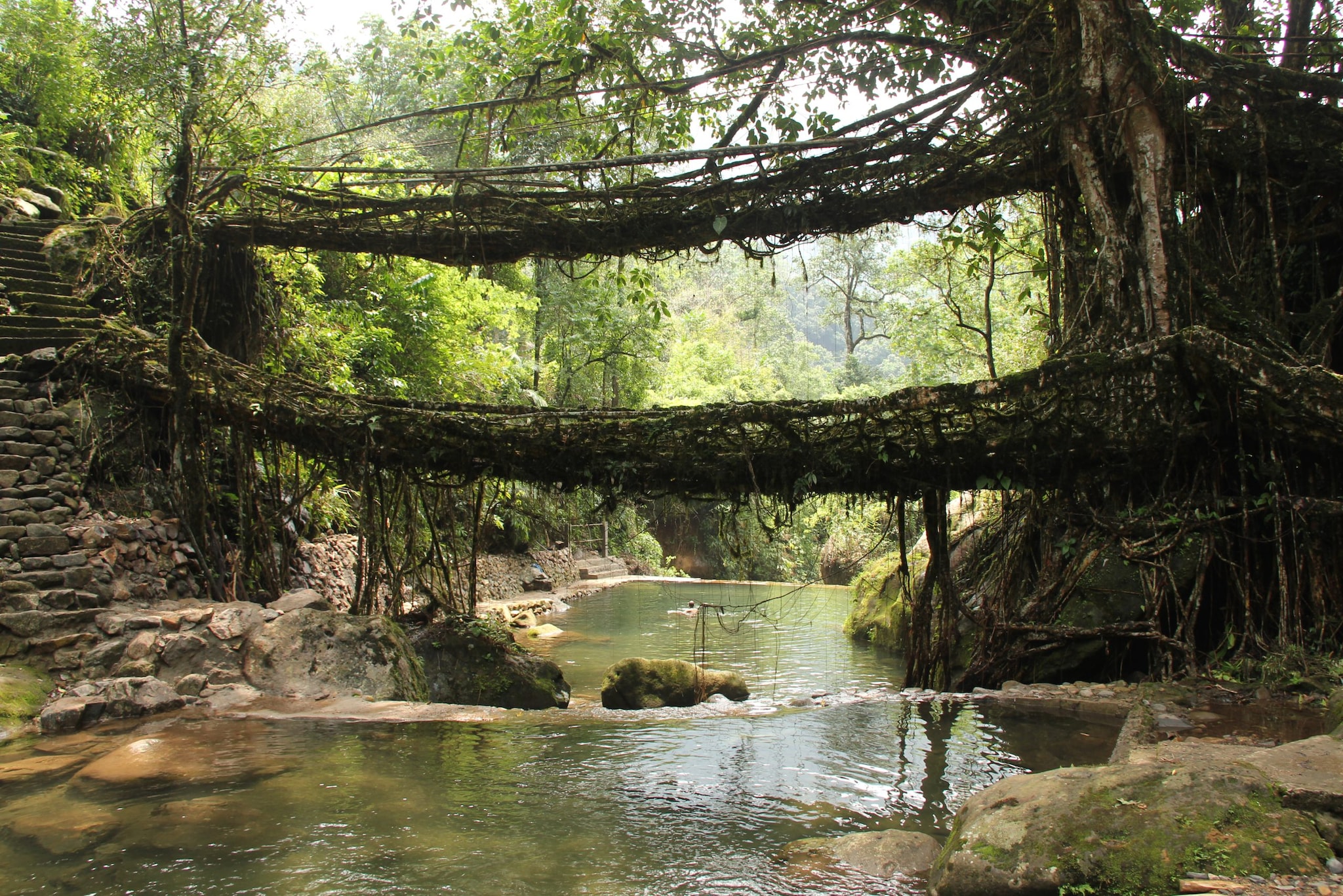 Meghalaya’s Living Root Bridges Nominated For UNESCO World Heritage Status