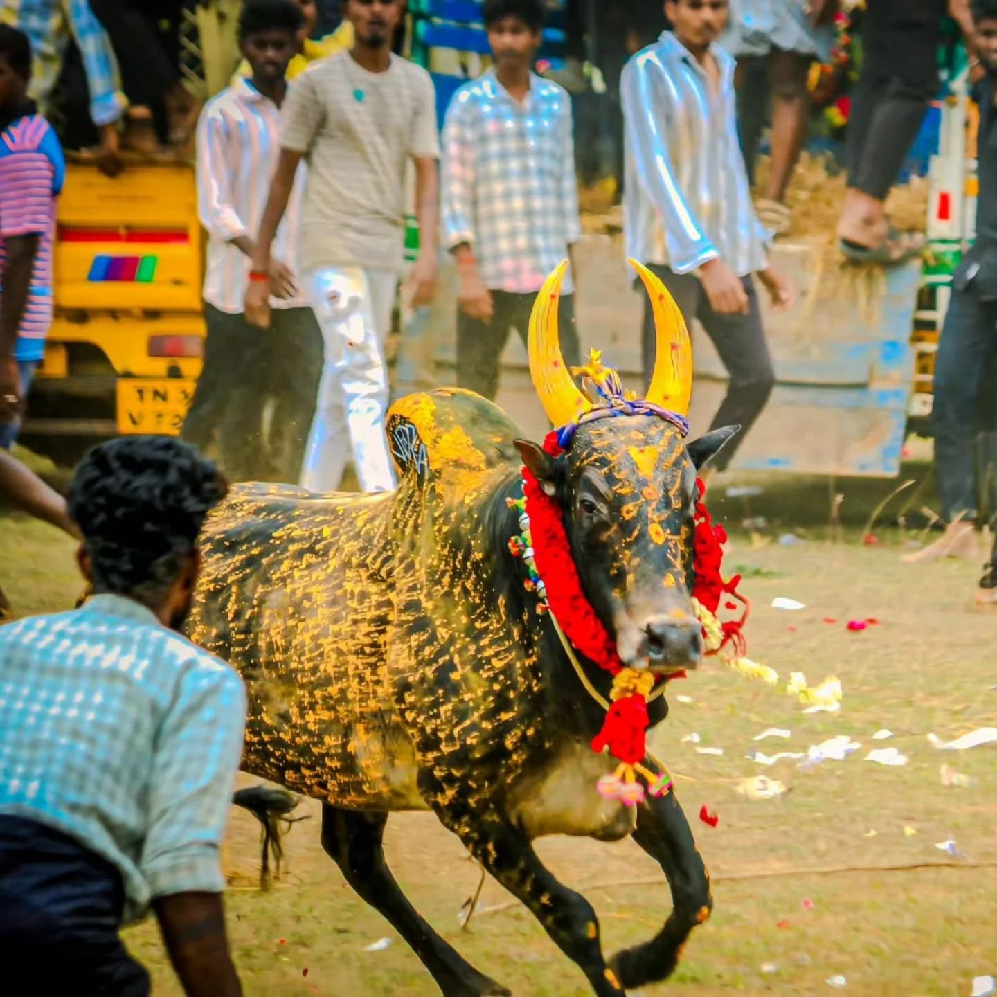 From Alanganallur To Palamedu: Tamil Nadu’s Biggest Jallikattu Arenas