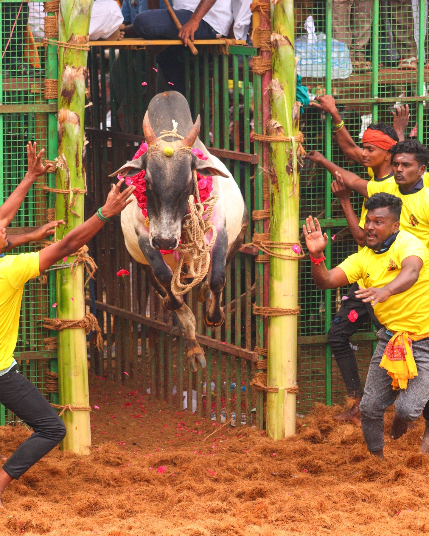 From Alanganallur To Palamedu: Tamil Nadu’s Biggest Jallikattu Arenas