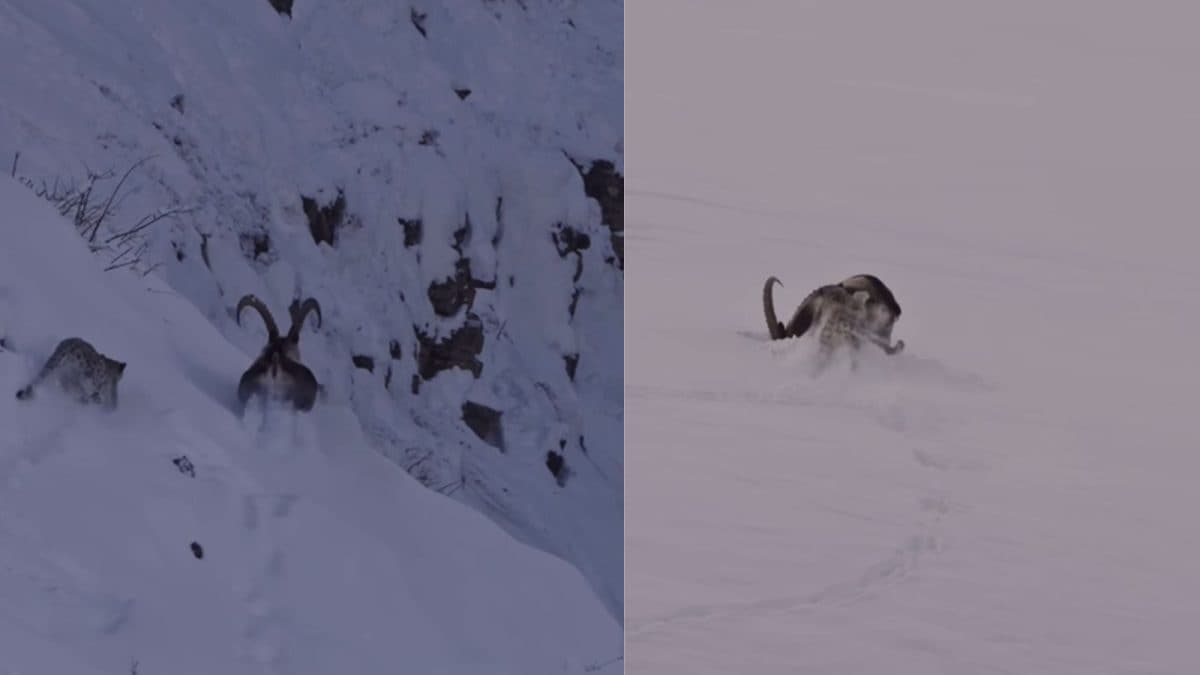 Snow Leopard Vs Ibex: Heart-Stopping Hunt In Spiti Valley Goes Viral ...