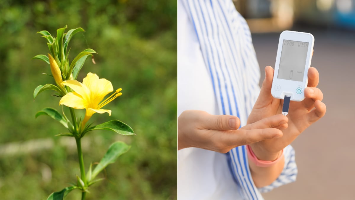 This 'Wild' Plant Could Be A Cure For Diabetes, Snake Bite, Toothache ...