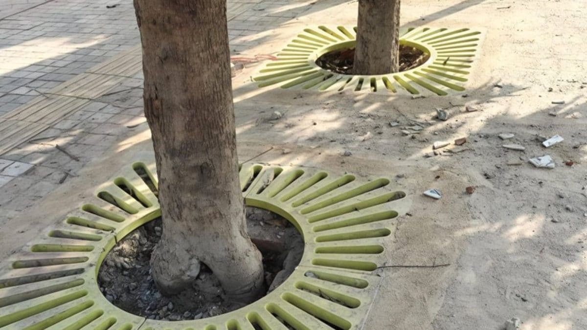 Uttar Pradesh Lucknow installs Grates around Trees To Protect Along ...