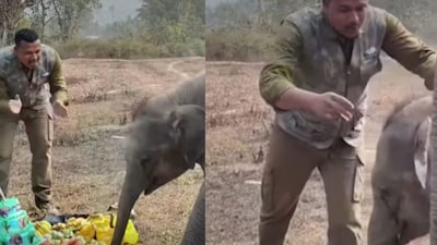 Assam Man Celebrates Baby Elephant Momo’s 1st Birthday Jungle-Themed ...