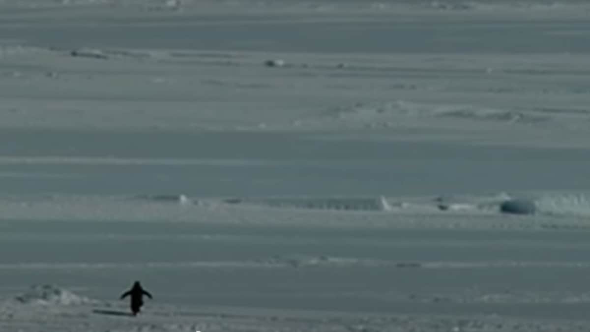 Watched The ‘Lonely Penguin’ Video? Filmmaker Reveals Backstory— ‘He ...