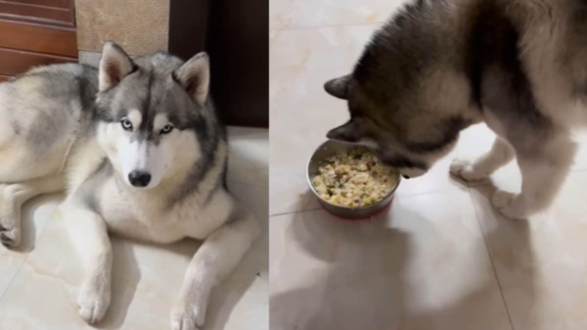 Delhi Woman Shows Her Husky Refuses To Eat Until Ghee Is Added To Bowl ...