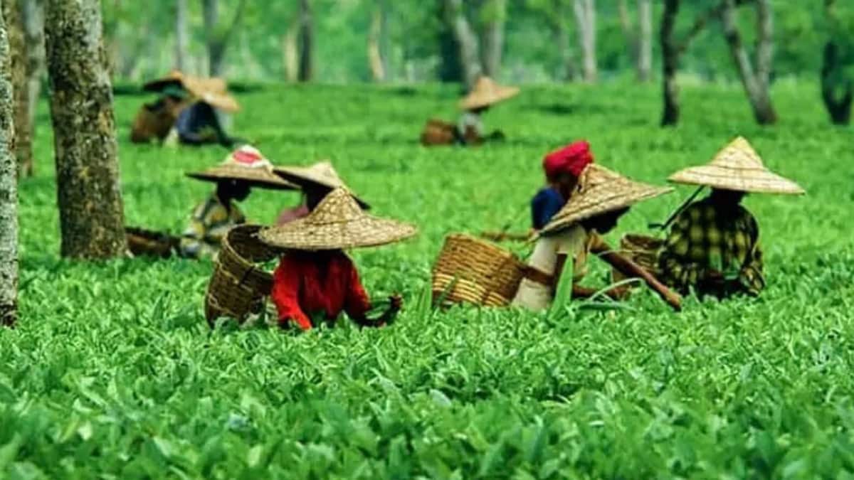 GK: Which Place Is Known As The Chai Capital Of India?